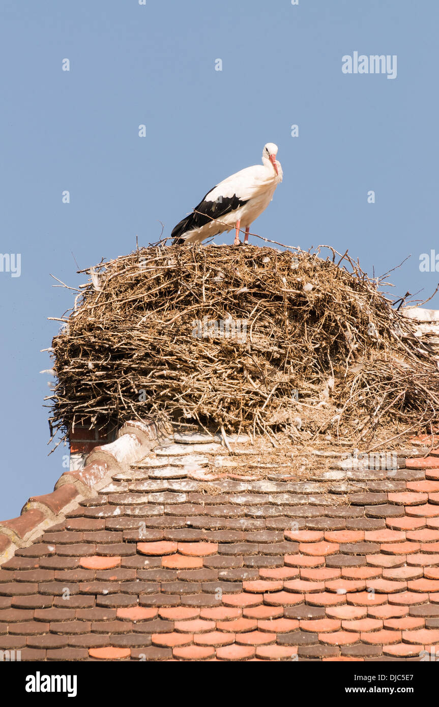 Stork nest alsace france hi-res stock photography and images - Alamy