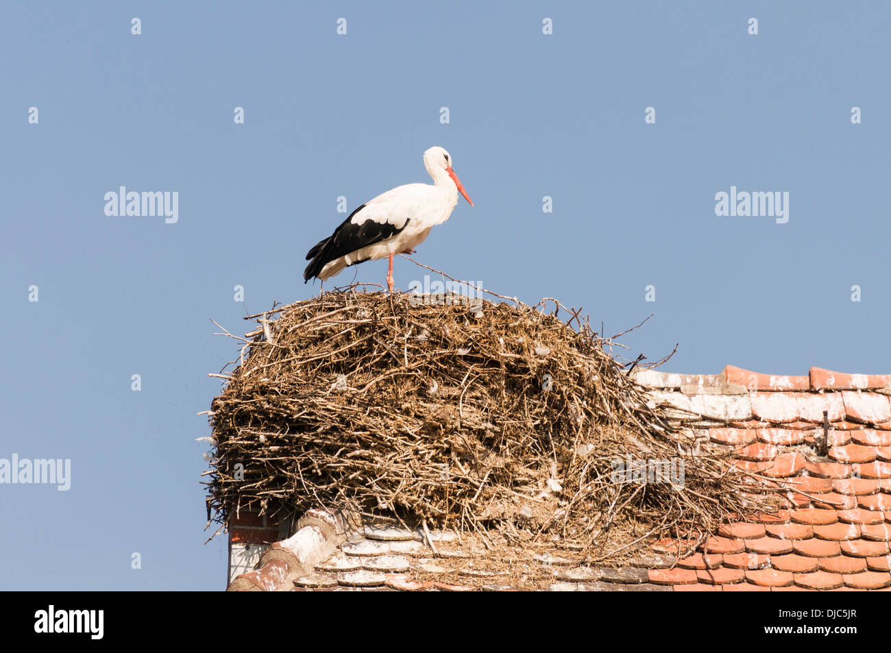 Stork Nest Alsace France High Resolution Stock Photography and Images ...