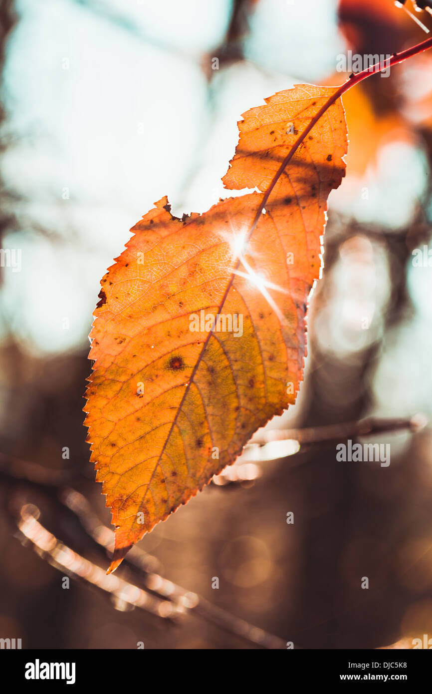 Last fall leaf on the branch and sunlight Stock Photo - Alamy