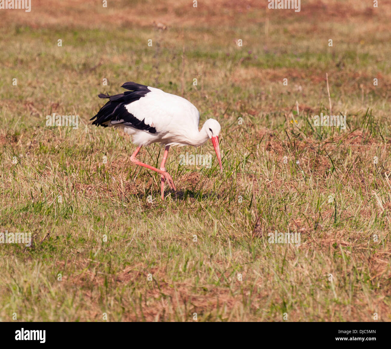 Elk213-2099 France, Alsace, Ribeauville, stork Stock Photo - Alamy