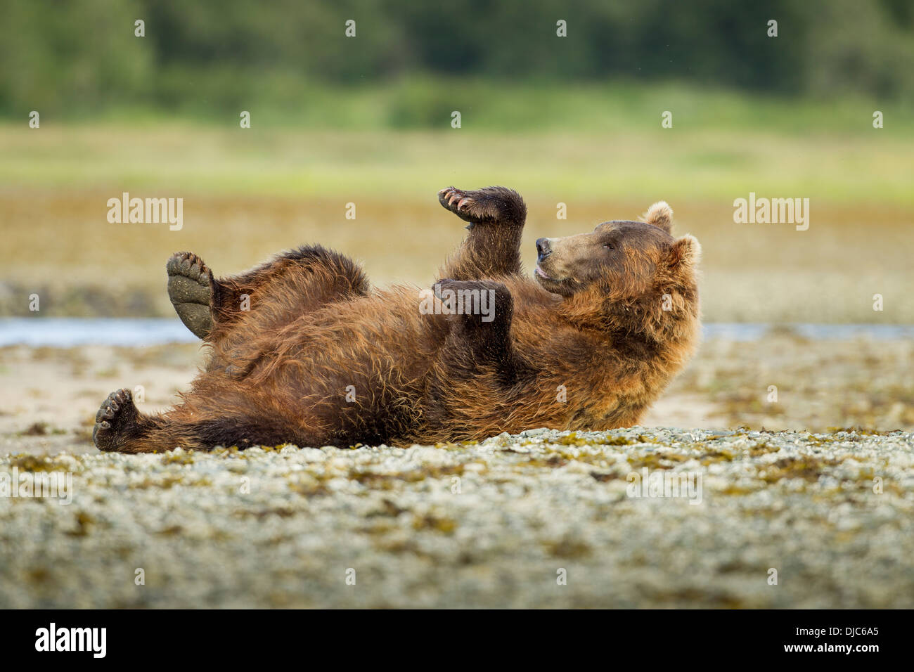 Funny animal scenes hi-res stock photography and images - Alamy