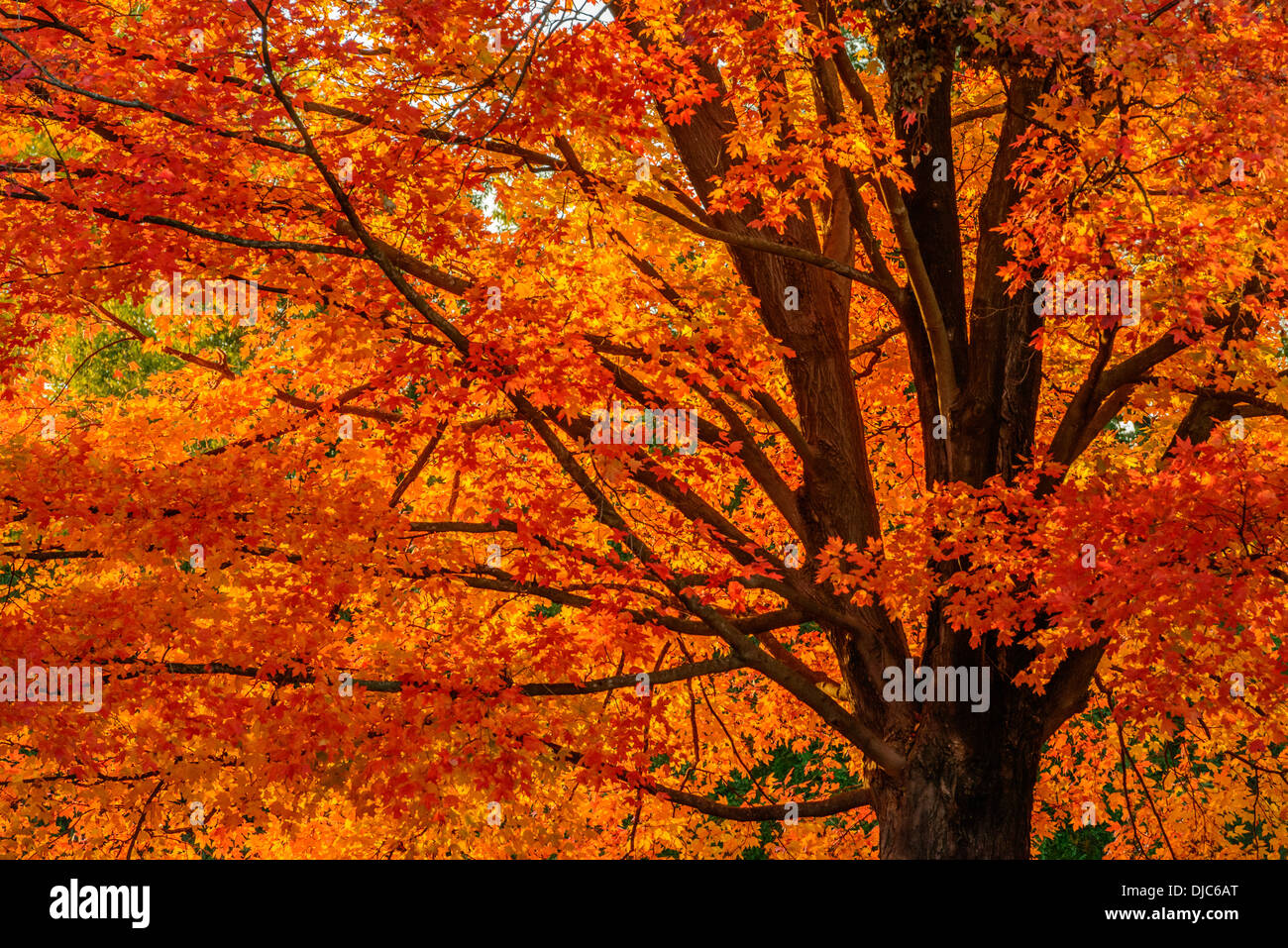 Detail photograph of an oak tree displaying bright fall foliage Stock ...
