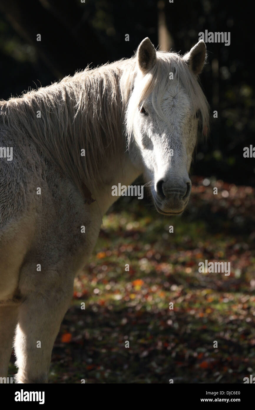 New Forest Hampshire UK, grey pony grazing Stock Photo - Alamy