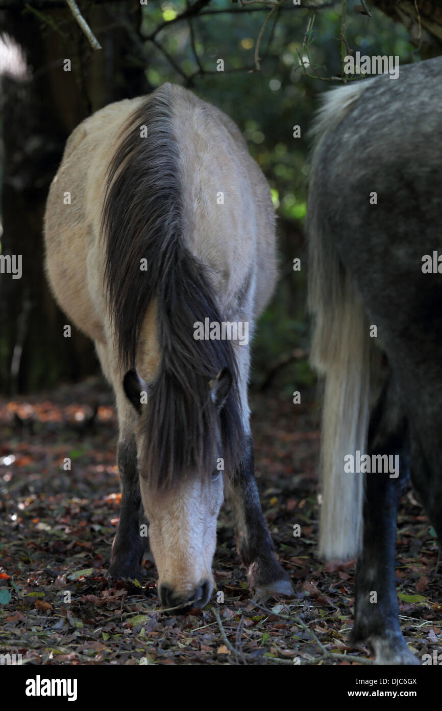 Gray ponies hi-res stock photography and images - Alamy