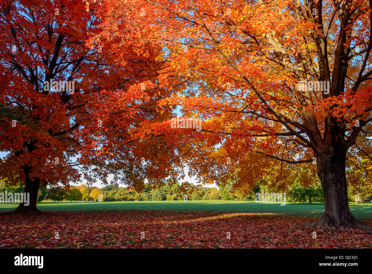 Photograph of two magnifient oak trees displaying bright fall foliage ...