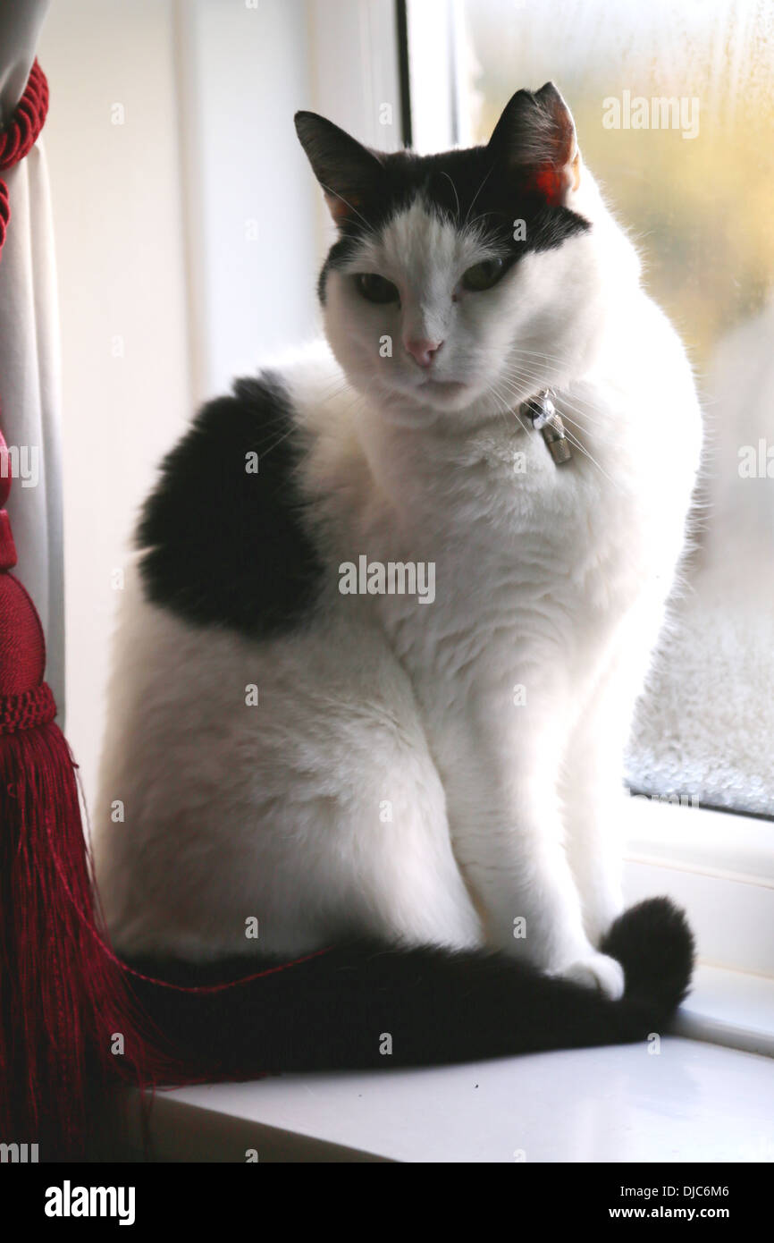 Domestic black and white cat sat in window. British, England Stock ...