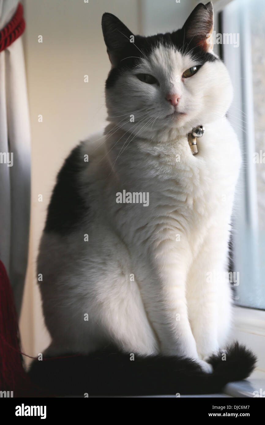 Domestic black and white cat sat in window. British, England Stock ...