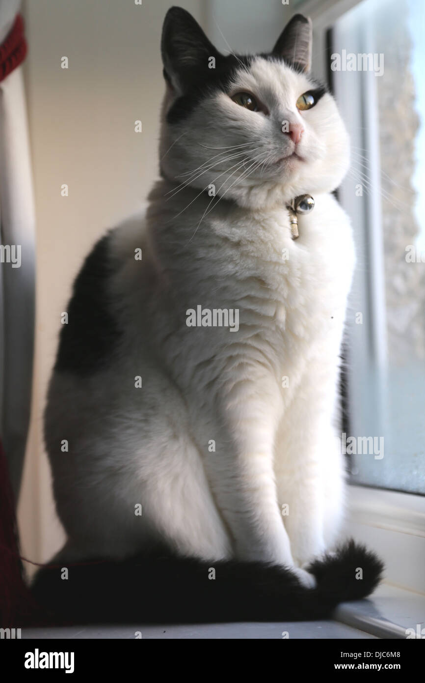 Domestic black and white cat sat in window. British, England Stock ...