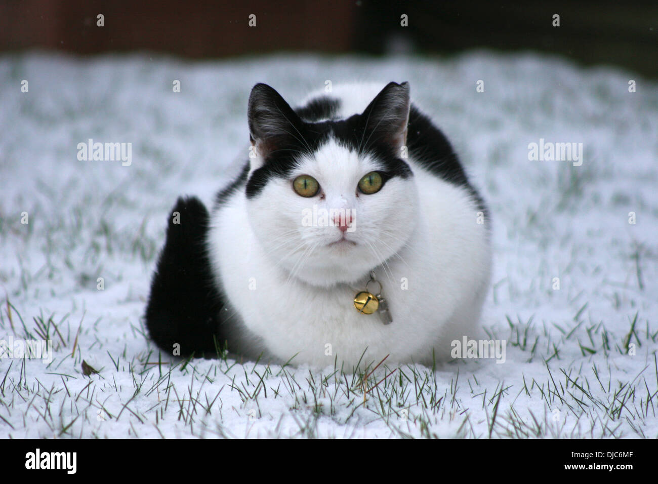 Domestic black and white cat sat in snow. British, England Stock Photo ...