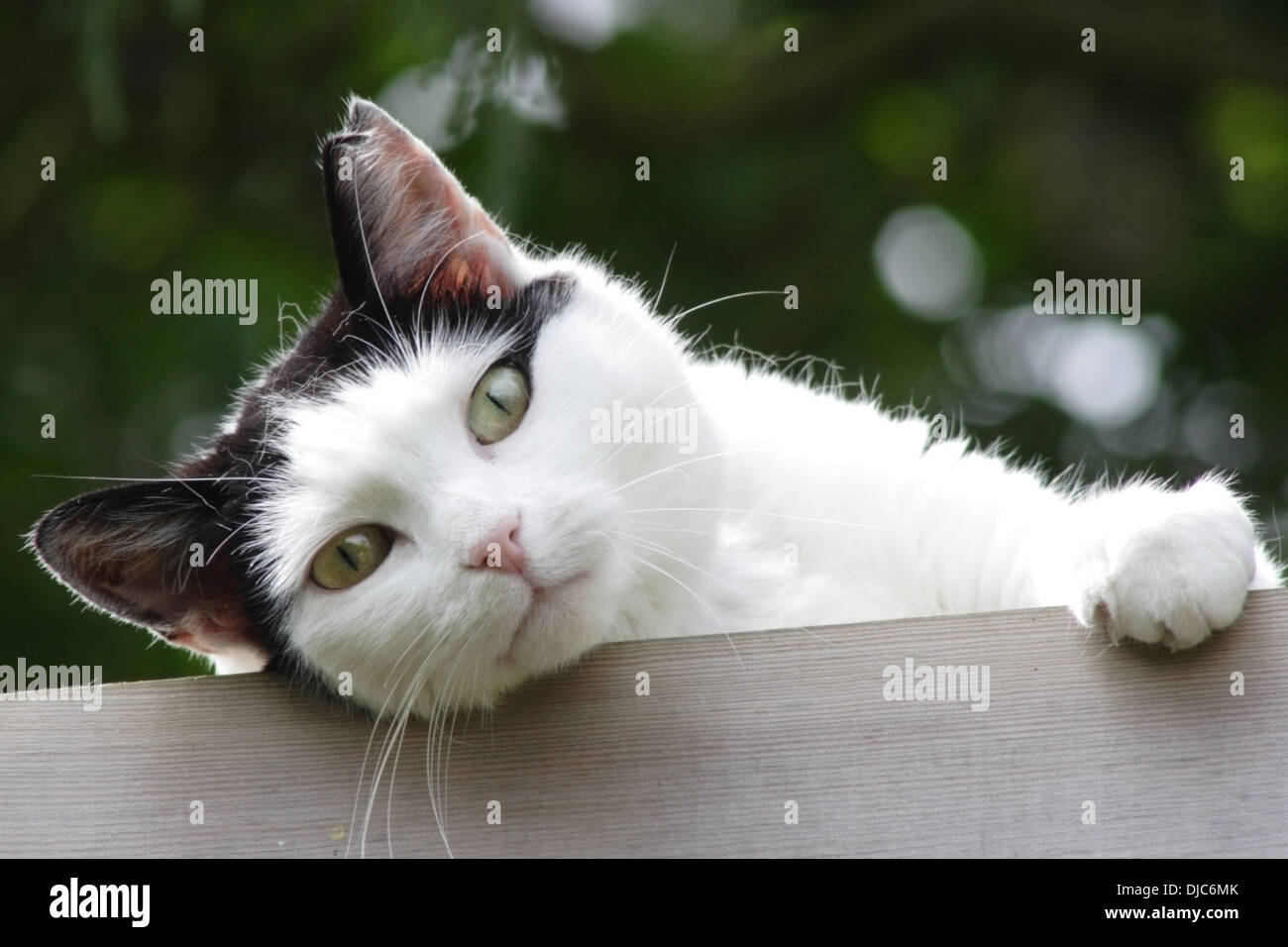 Cat peering over the edge hi-res stock photography and images - Alamy