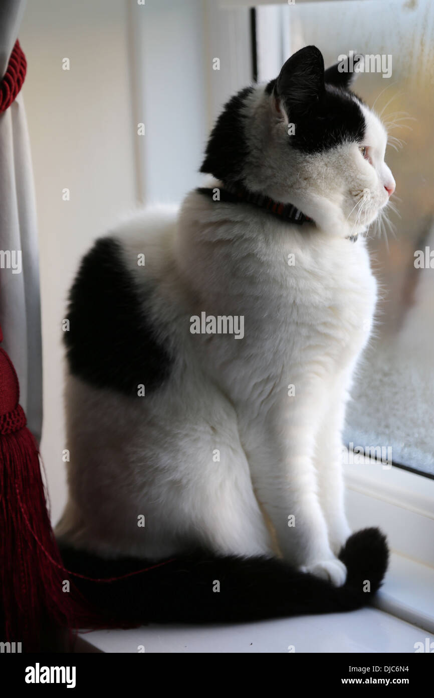 Domestic black and white cat sat in window. British, England Stock ...