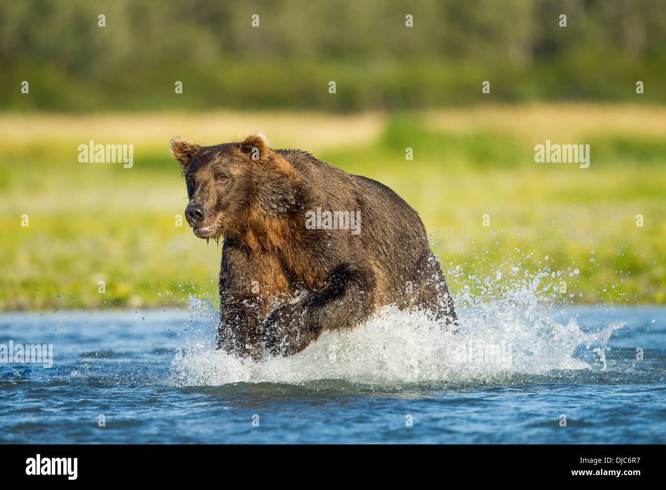 Grizzly Bear Running Full Speed