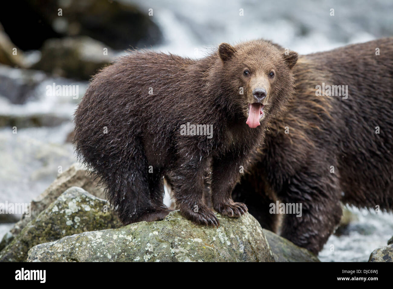 Cub bear tongue hi-res stock photography and images - Alamy