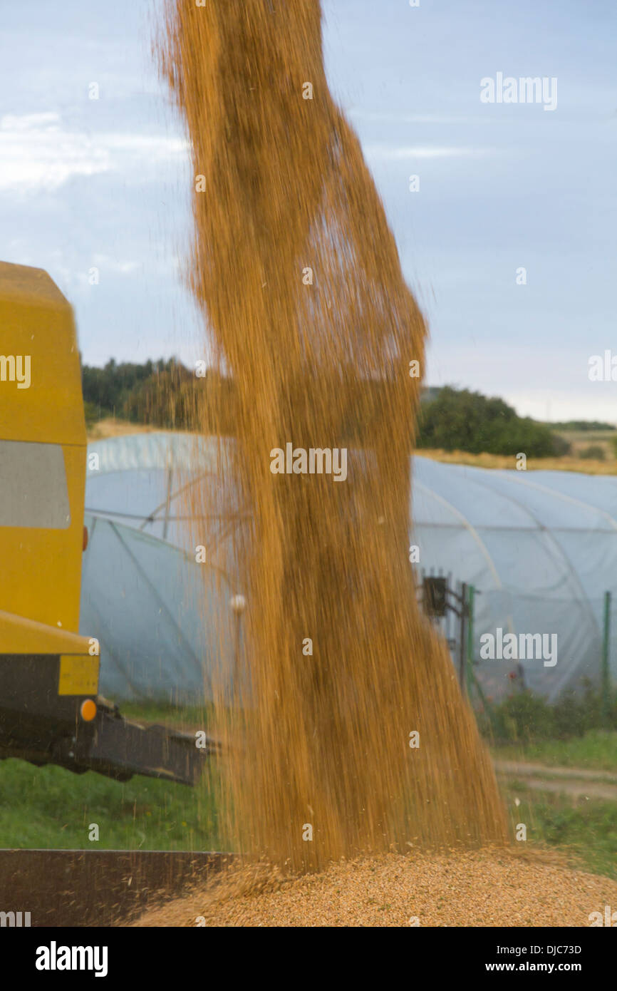 Grains falling from combine harvester - long exposure photo Stock Photo ...
