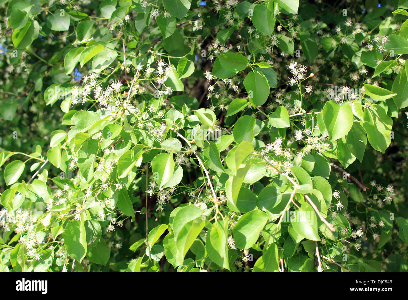 Pear tree leaves hi-res stock photography and images - Alamy