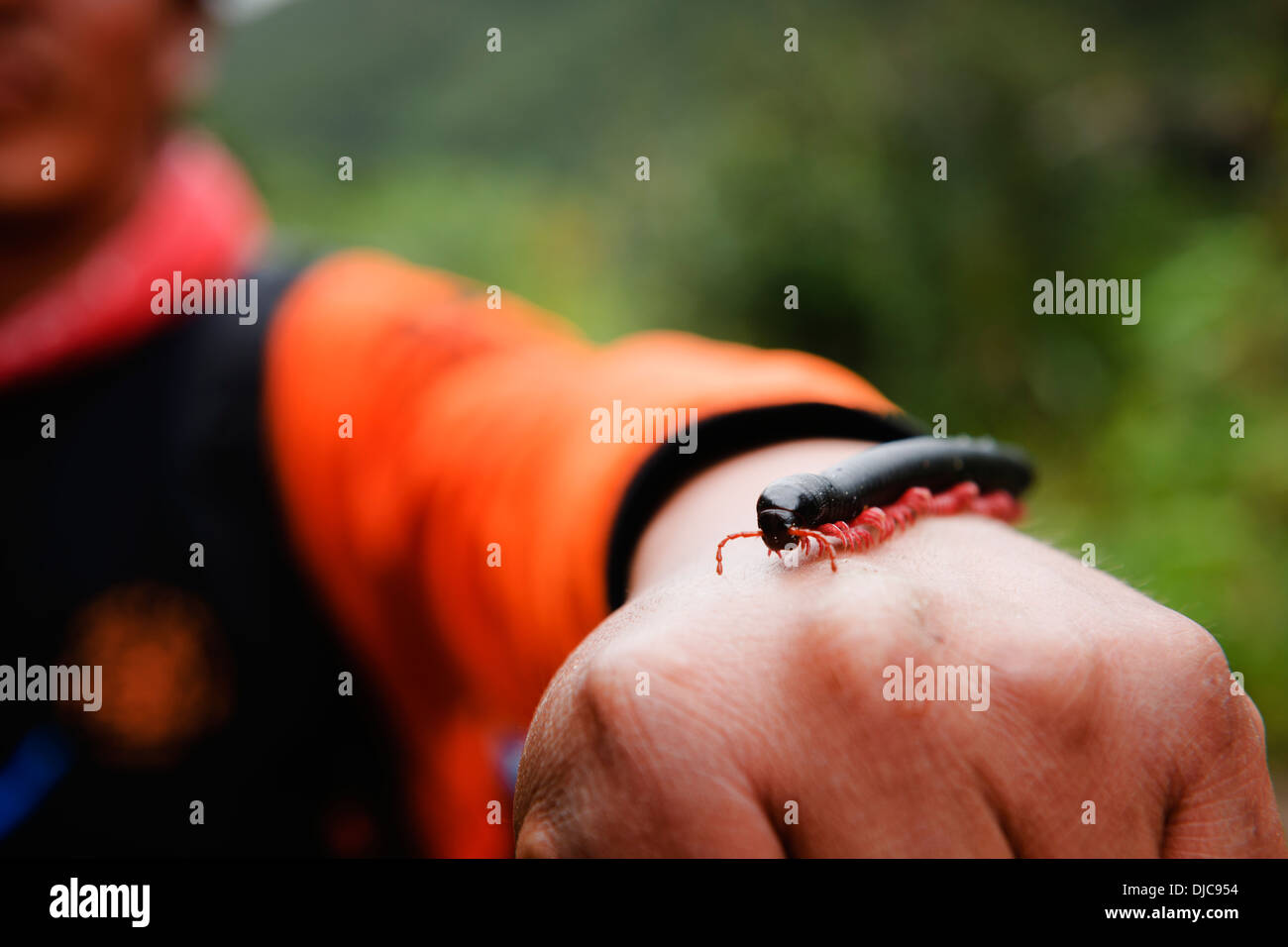 Red Millipede High Resolution Stock Photography and Images - Alamy