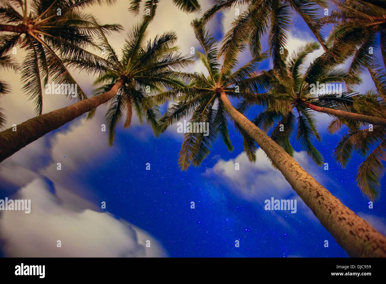 Coconut Palm Trees at night with Milky Way, Oahu, Hawaii Stock Photo ...