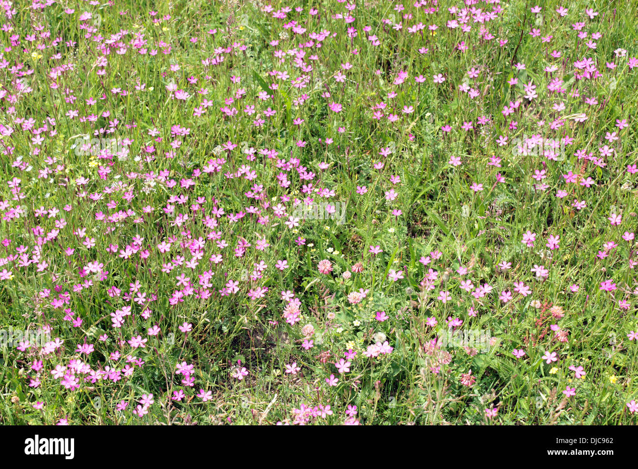 Decorative carnation flowers hi-res stock photography and images - Alamy