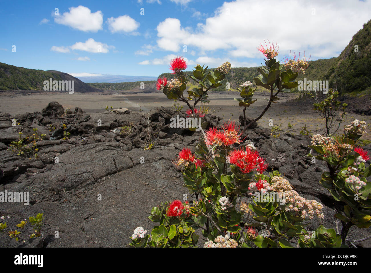 Ohia Tree, Lehua Blossom, Kilauea Iki, HVNP, Kilauea Volcano, Big ...