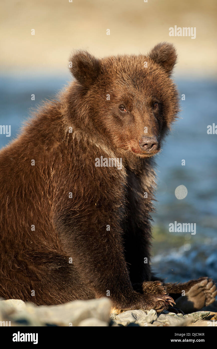 Fuzzy brown bear cub hi-res stock photography and images - Alamy