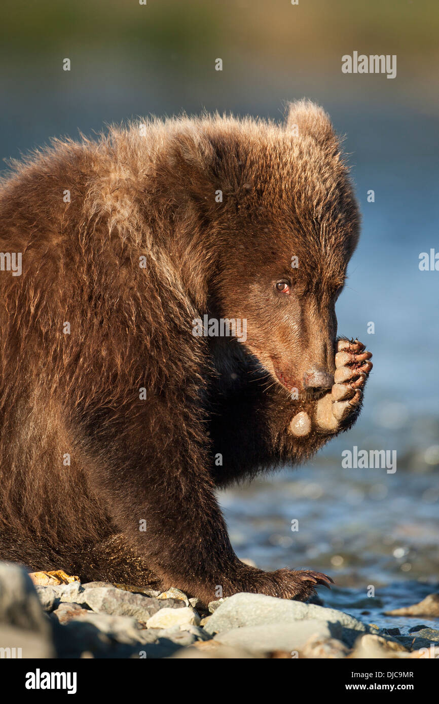 Fuzzy Brown Bear Cub High Resolution Stock Photography and Images - Alamy