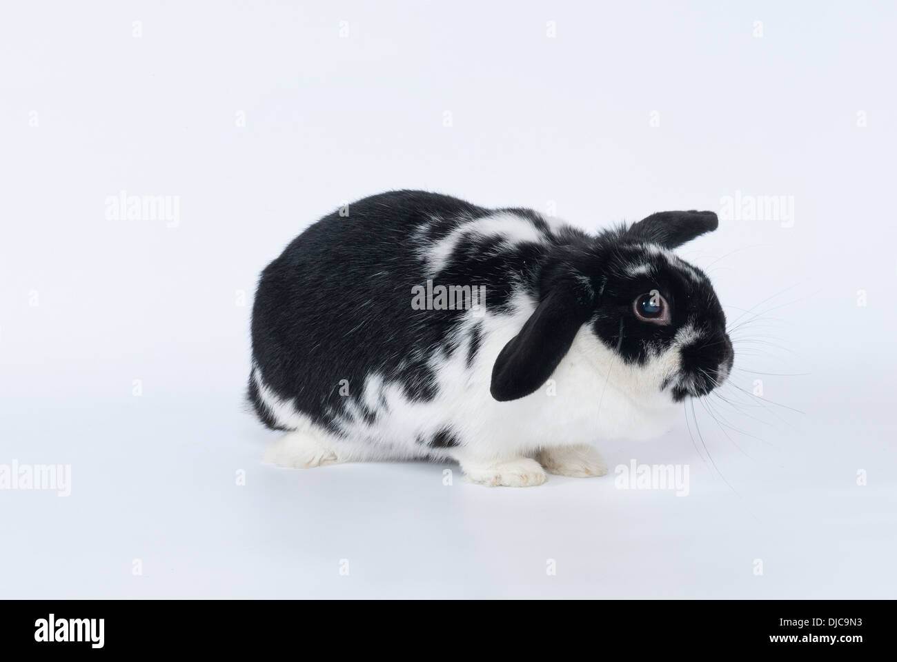 Black and white Netherland Dwarf popular breed of domestic rabbit ...