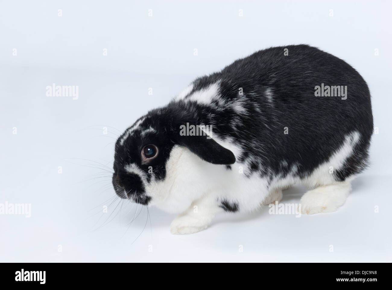 Black and white Netherland Dwarf popular breed of domestic rabbit ...