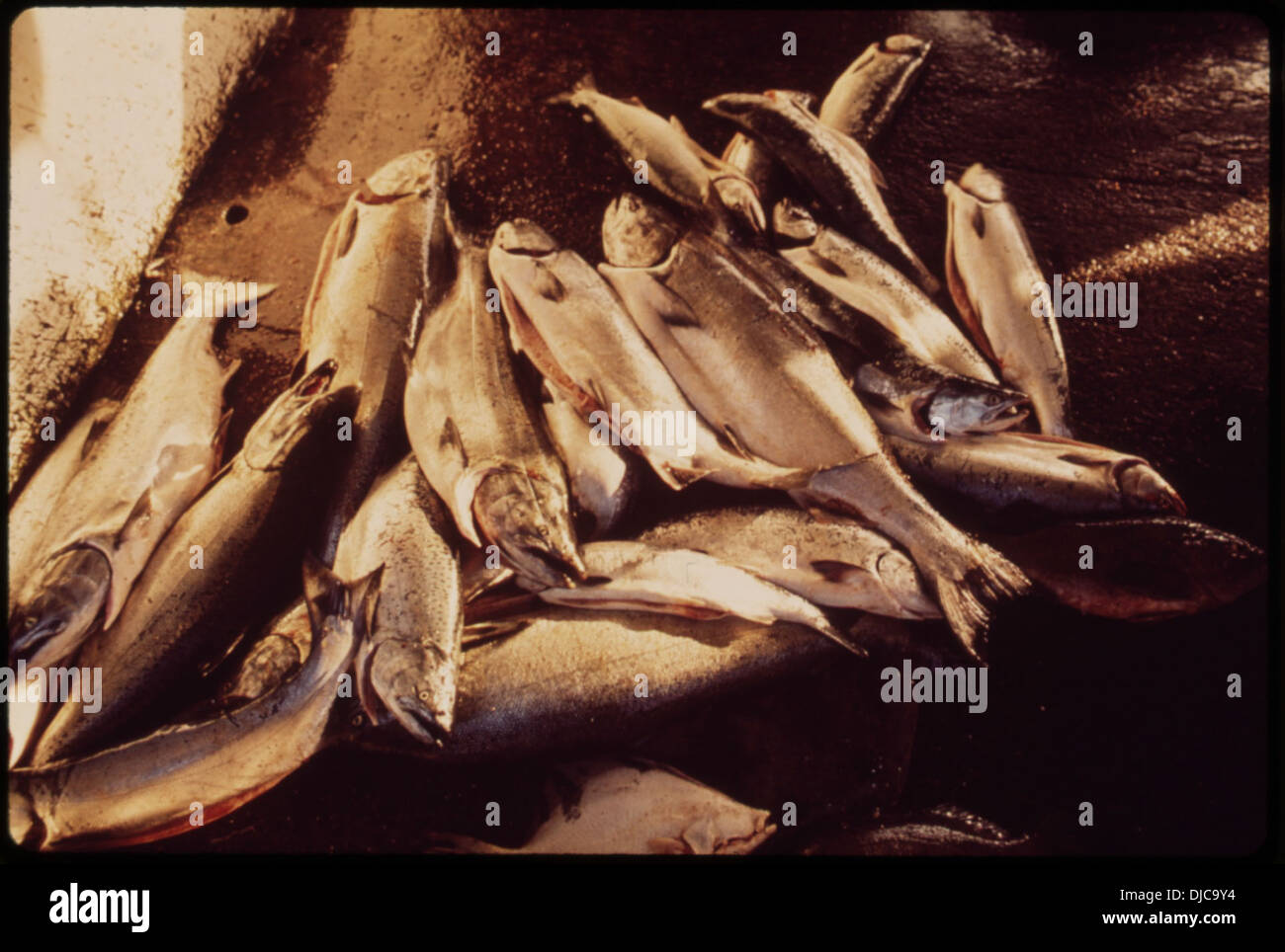 This photograph shows a large catch of fish, likely caught during a ...