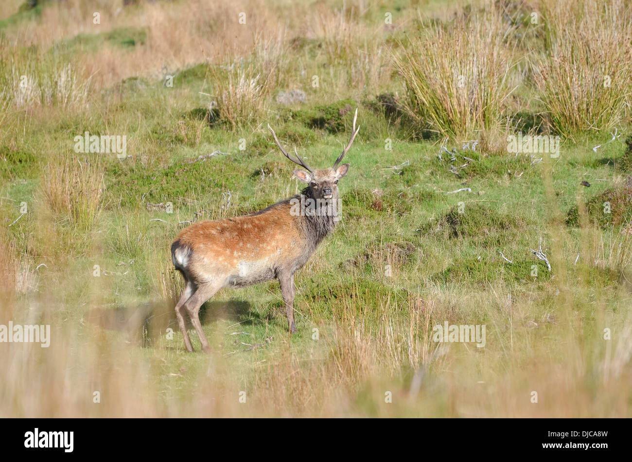 Red deer in wicklow, Ireland Stock Photo - Alamy