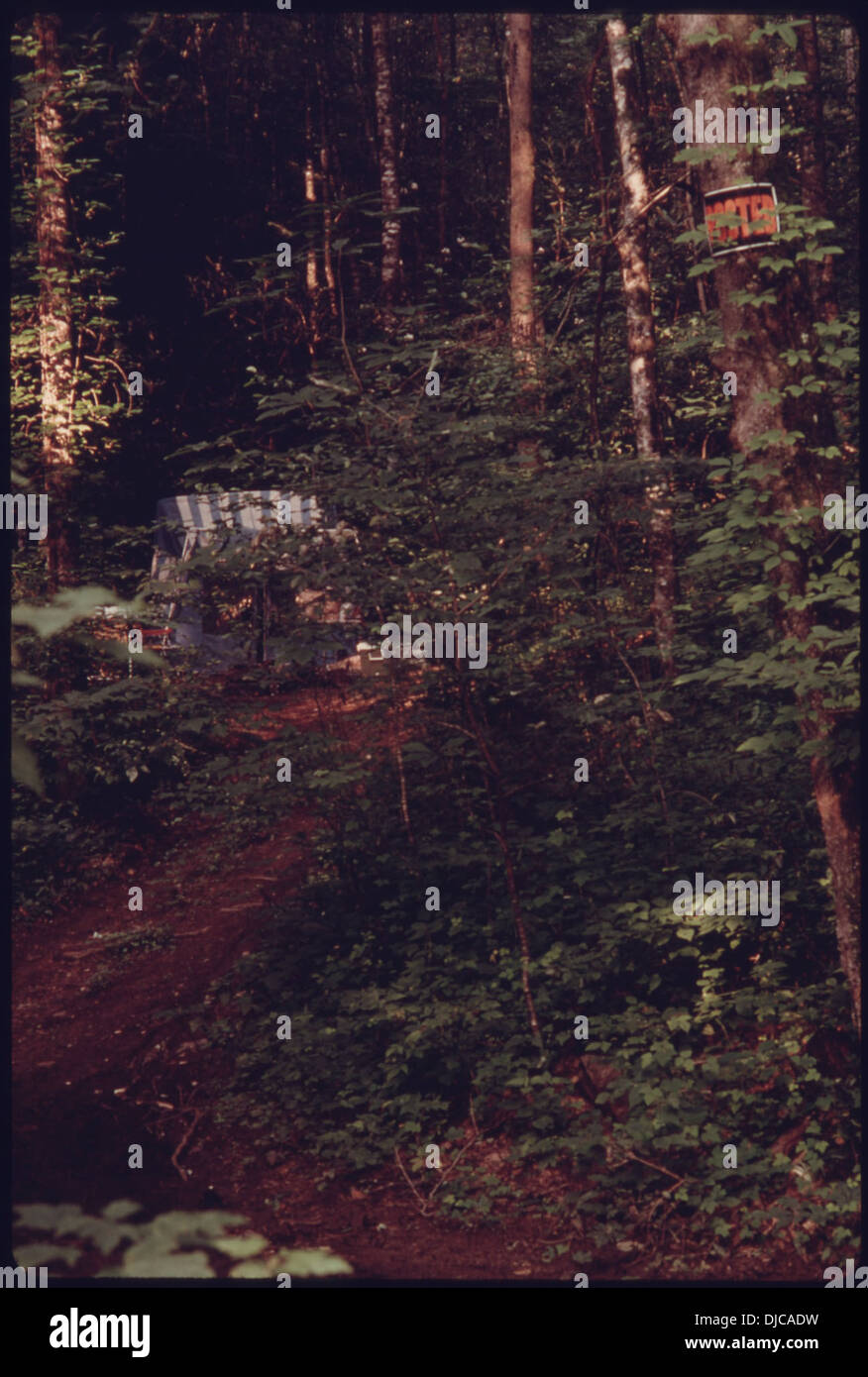 Stump road hi-res stock photography and images - Alamy