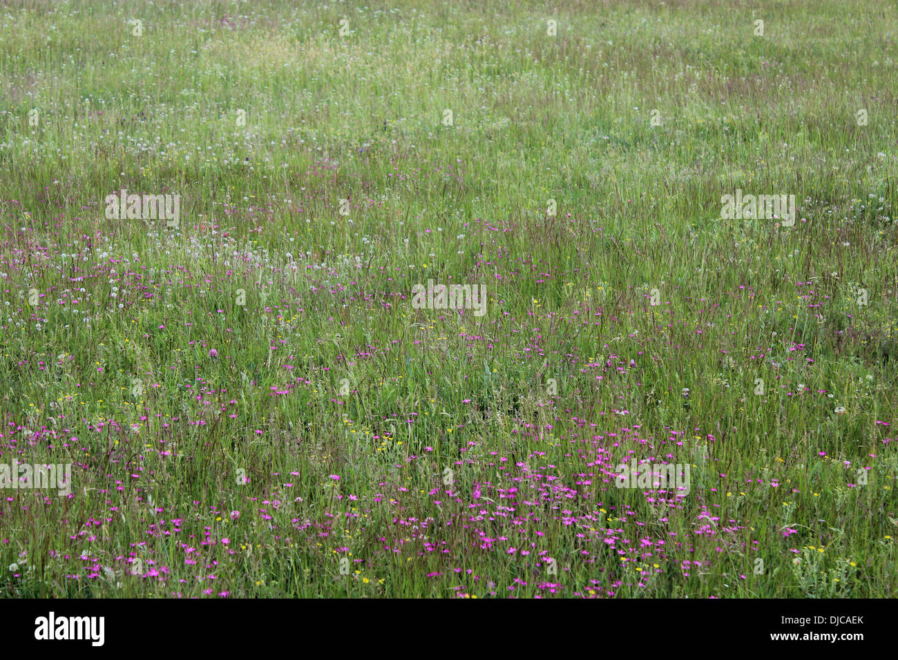 Field carnation flower hi-res stock photography and images - Alamy