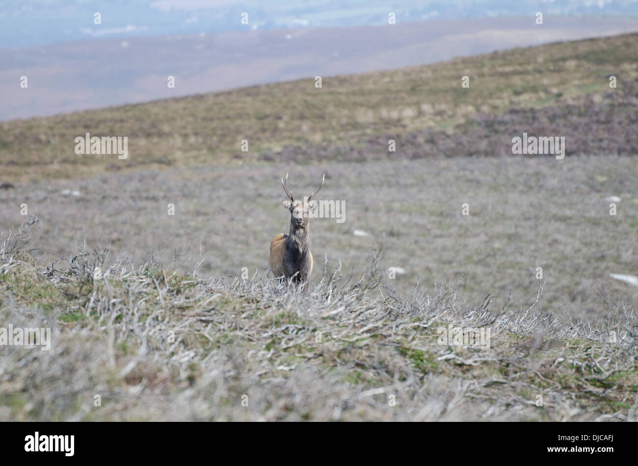 Red deer in wicklow, Ireland Stock Photo - Alamy