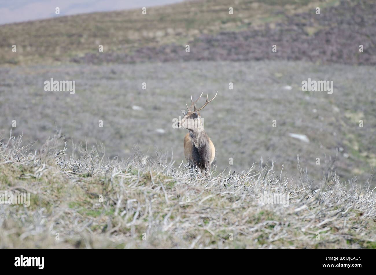 Red deer in wicklow, Ireland Stock Photo - Alamy