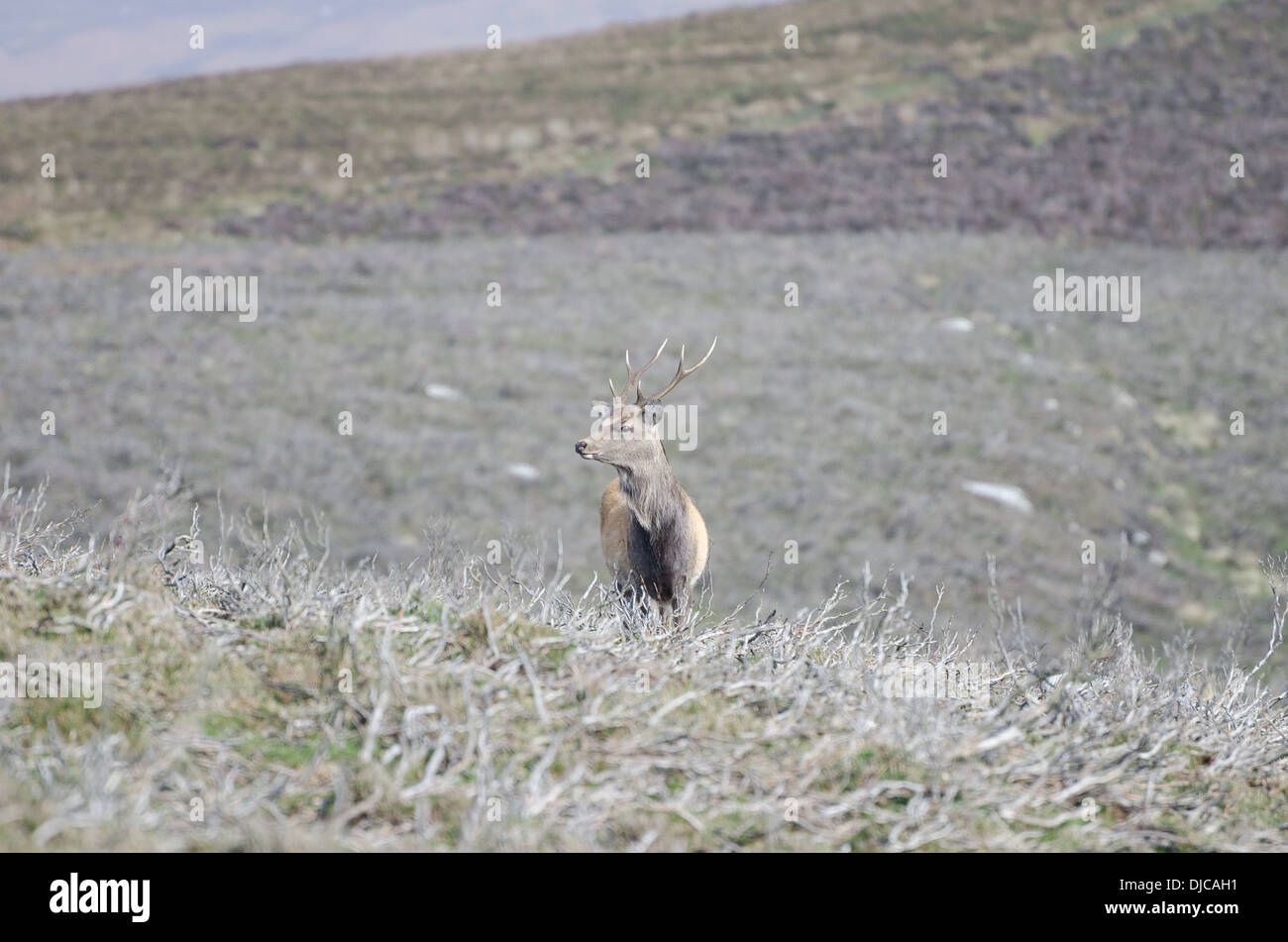 Native forest ireland hi-res stock photography and images - Alamy