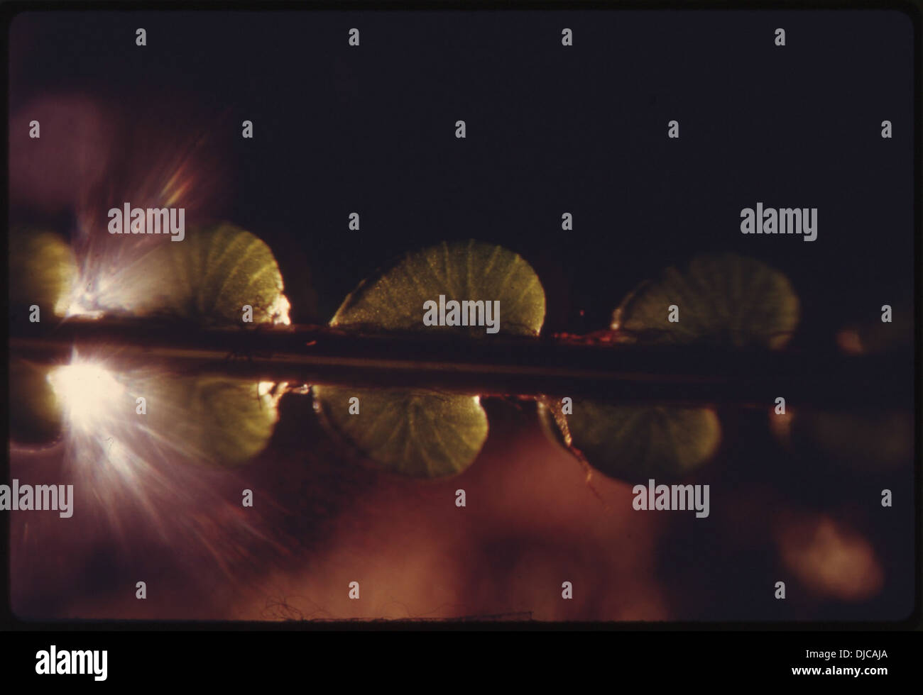 A close-up shot of new fern leaves just beginning to bud. Sunlight ...