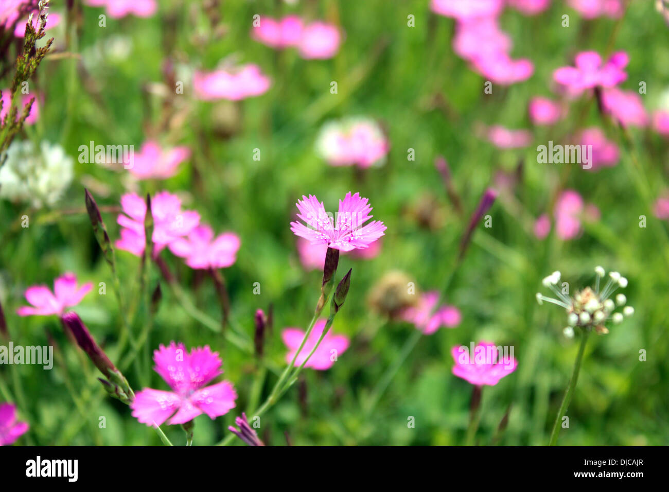 Pink carnation hi-res stock photography and images - Alamy