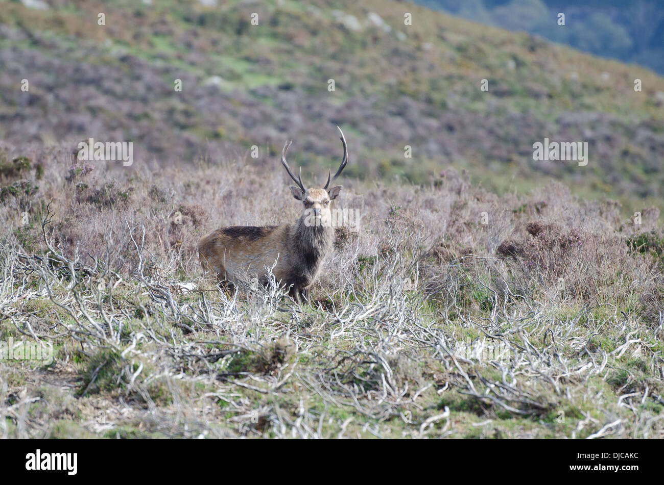Red deer in wicklow, Ireland Stock Photo - Alamy