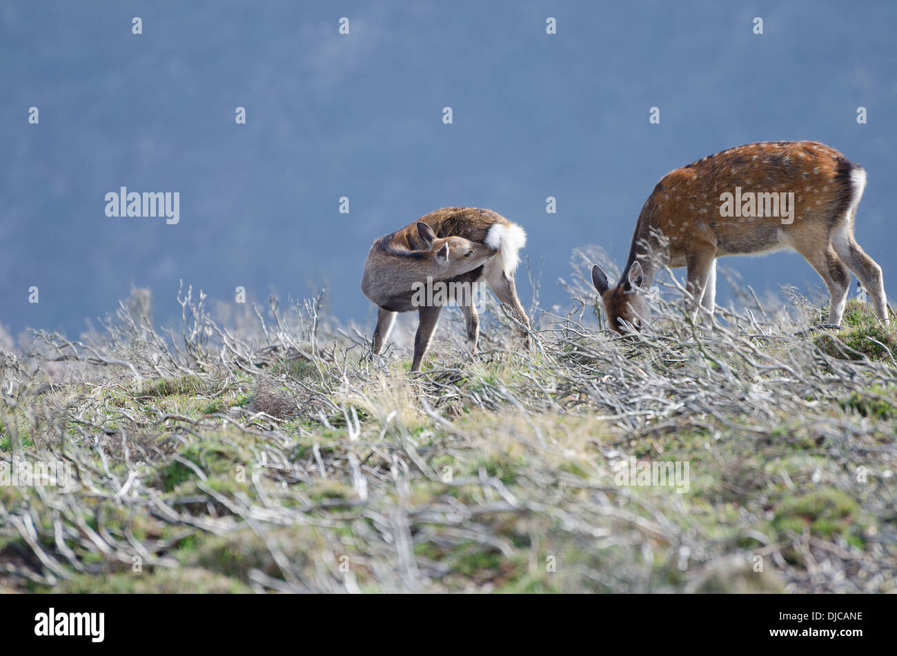 Red deer in wicklow, Ireland Stock Photo - Alamy