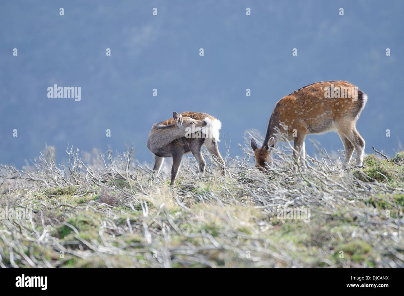 Red deer in wicklow, Ireland Stock Photo - Alamy