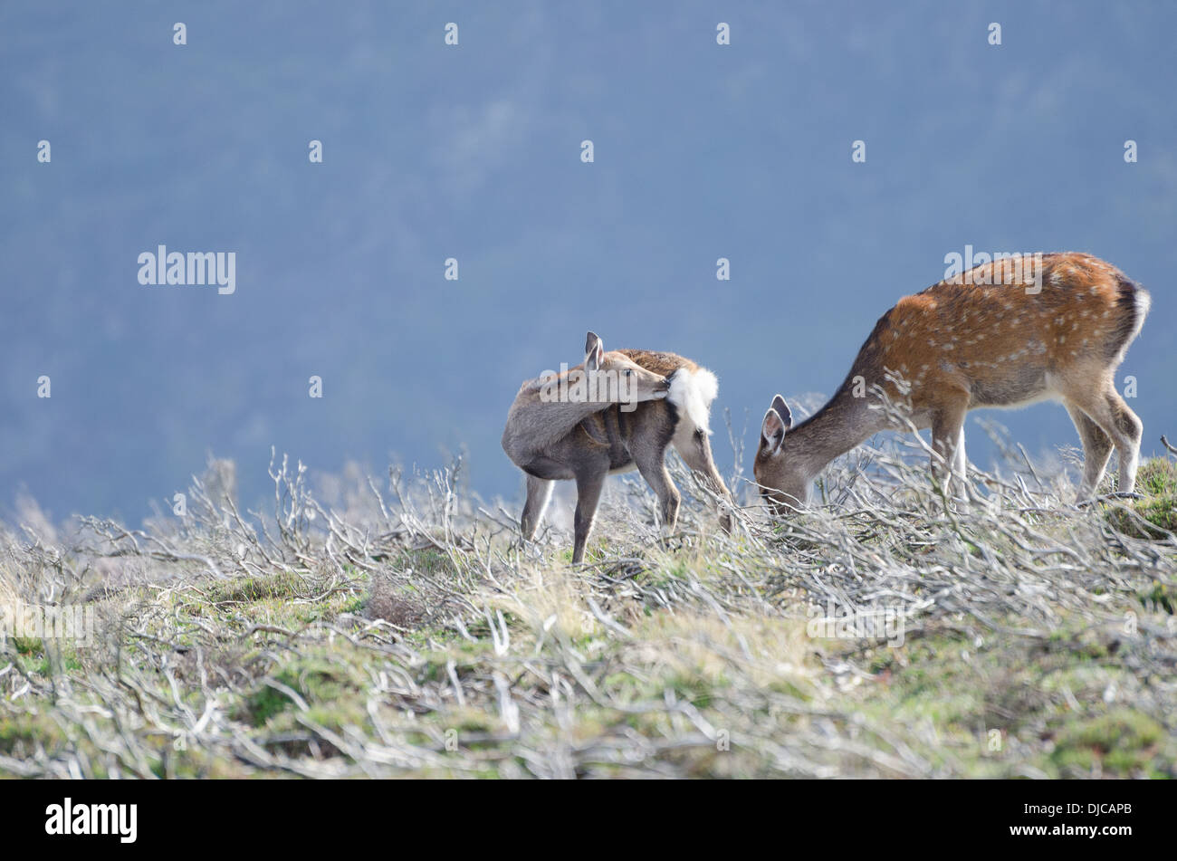 Red deer in wicklow, Ireland Stock Photo - Alamy