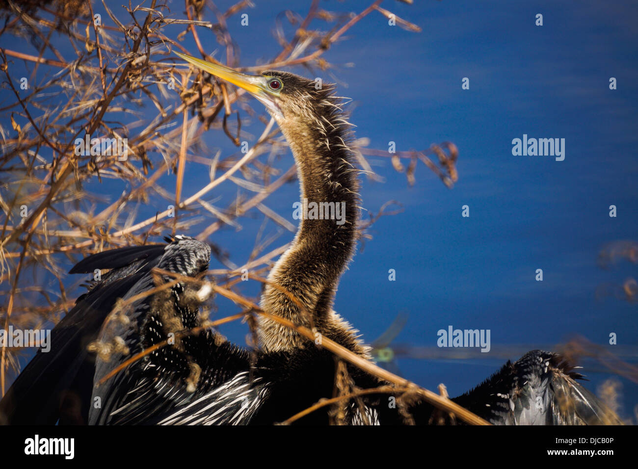 Close-up of an Anhinga drying its wings Stock Photo - Alamy