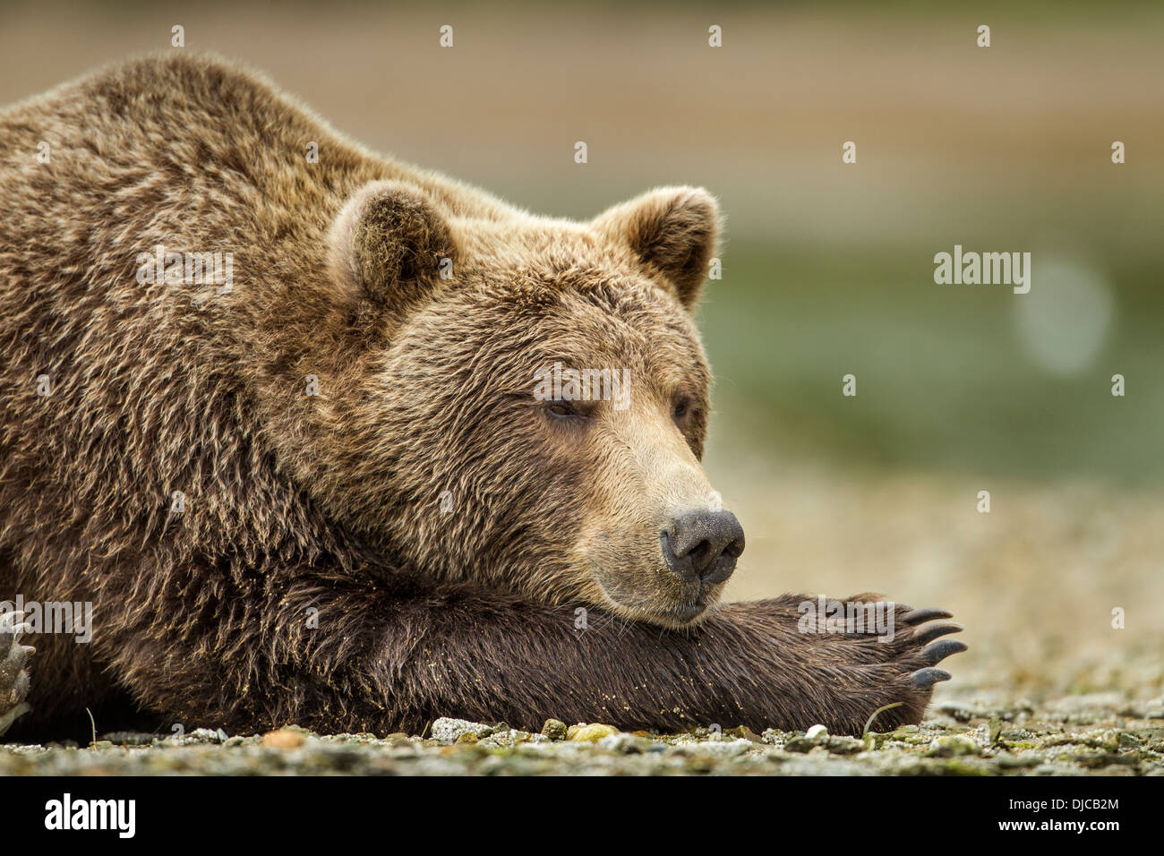 Grizzly bear claws hi-res stock photography and images - Alamy