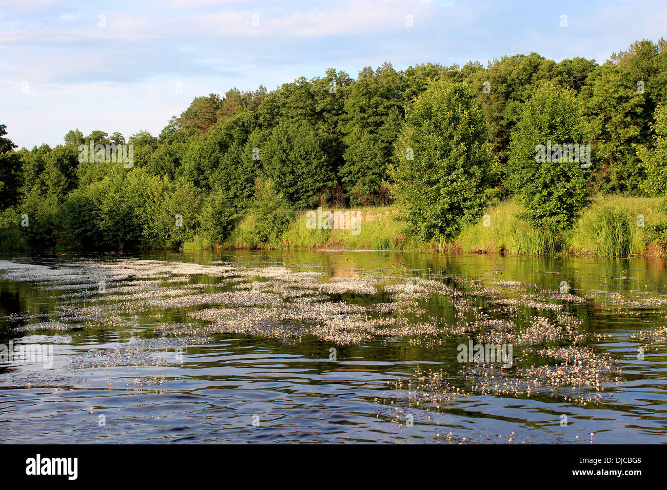 Nice forest hi-res stock photography and images - Alamy