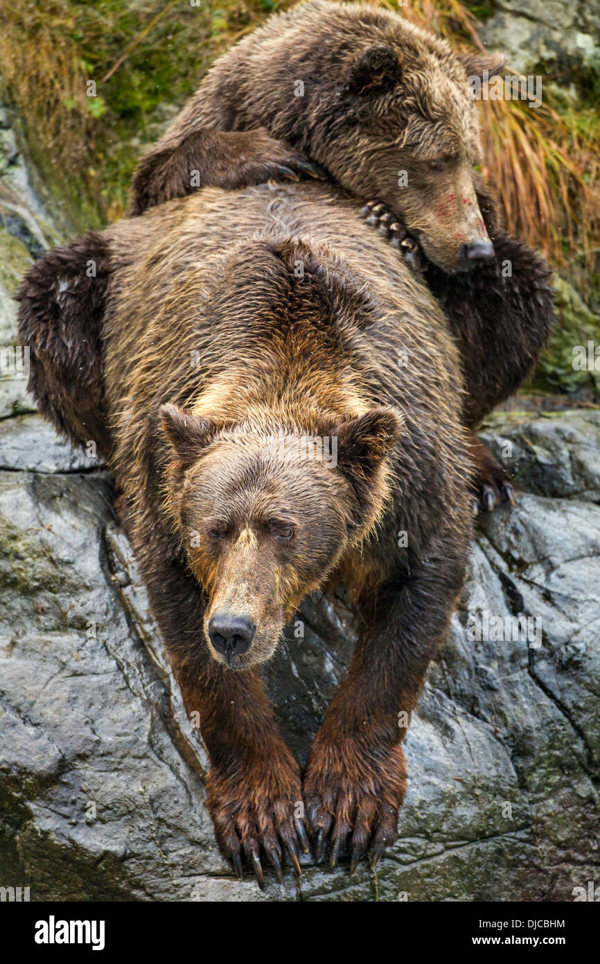 Bears in the rain hi-res stock photography and images - Alamy