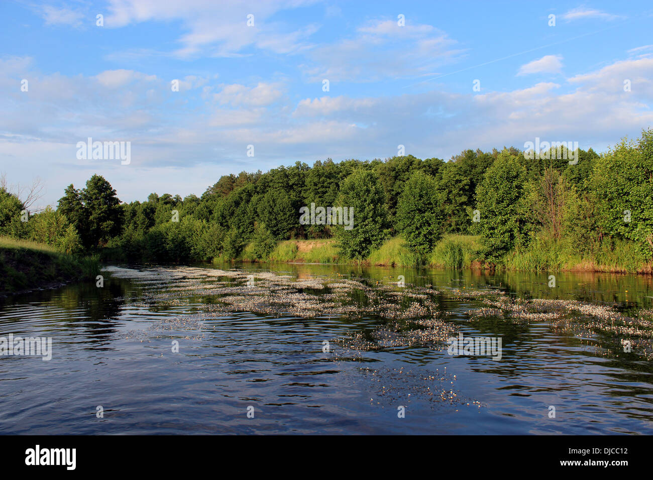 Nice forest hi-res stock photography and images - Alamy