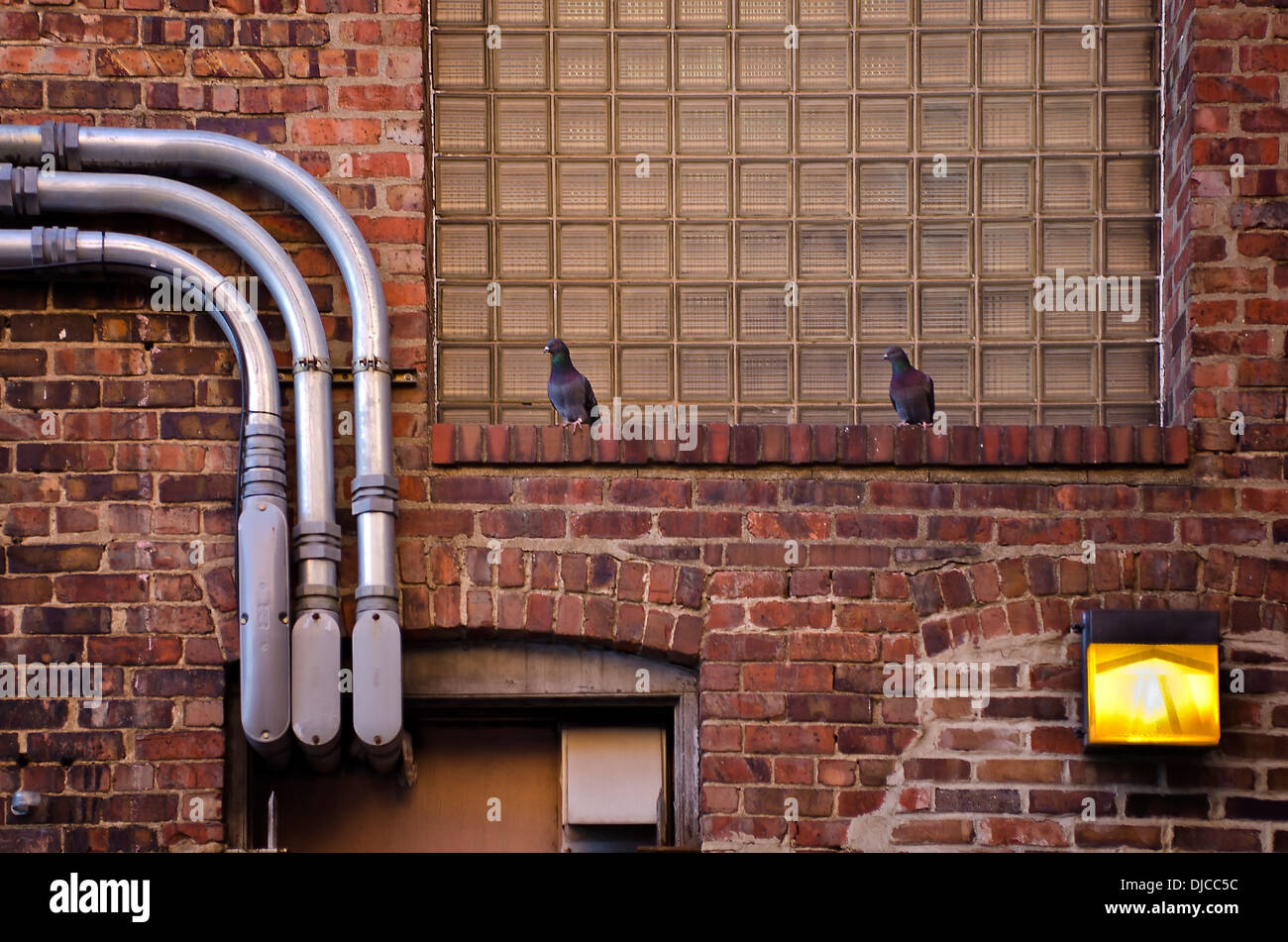 pigeons on a building Stock Photo - Alamy