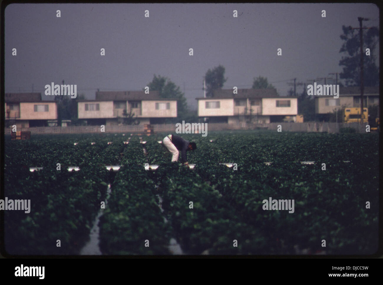 This image shows irrigated agricultural land on Oxnard Plain, a prime ...