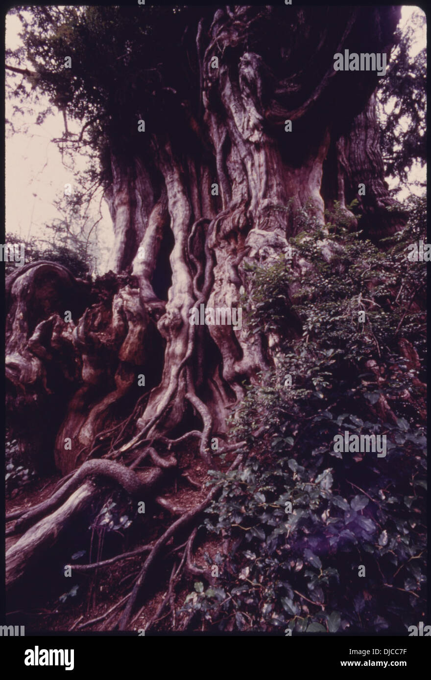 Western red cedar trees roots hi-res stock photography and images - Alamy