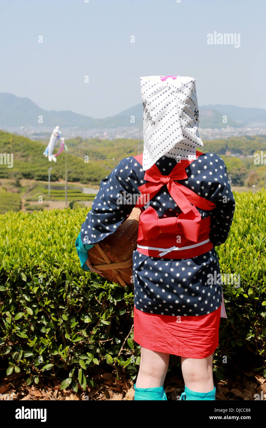 Young japanese tea picker with traditional clothing kimono, back view ...