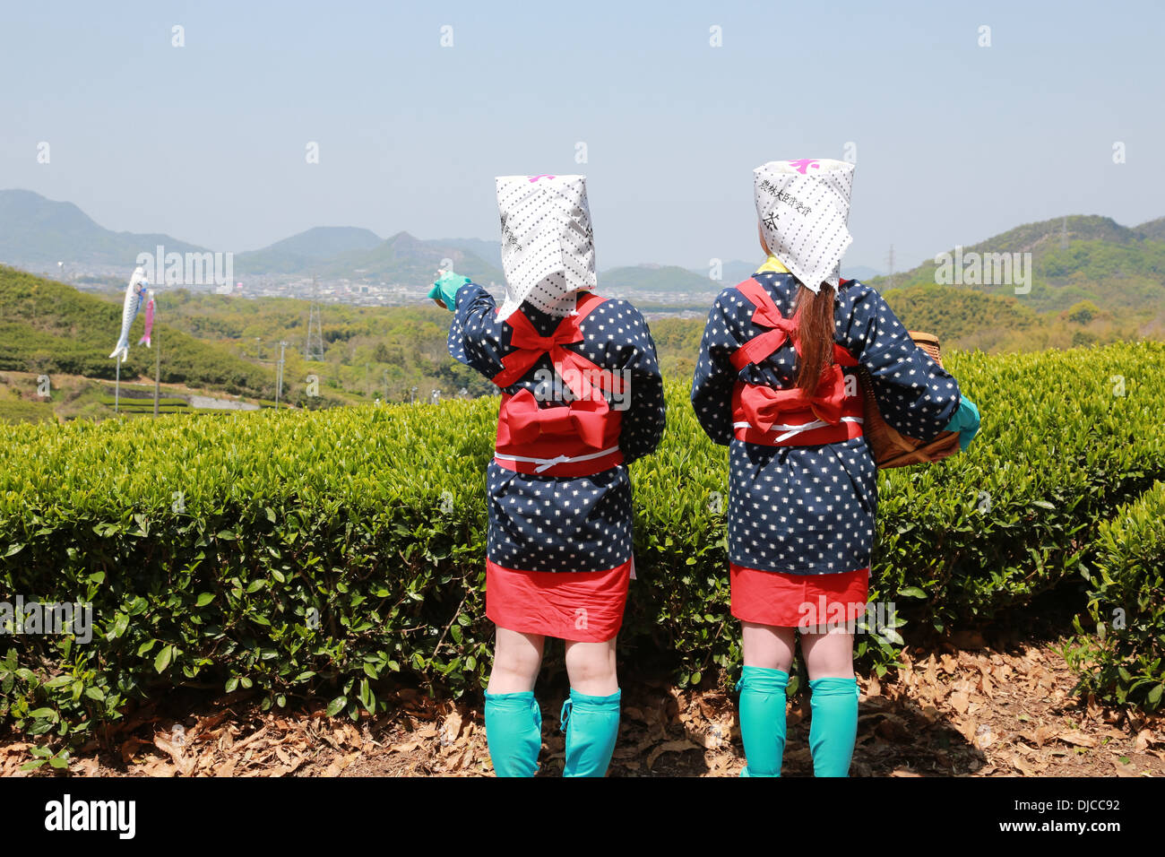 Young japanese tea picker with traditional clothing kimono, back view ...